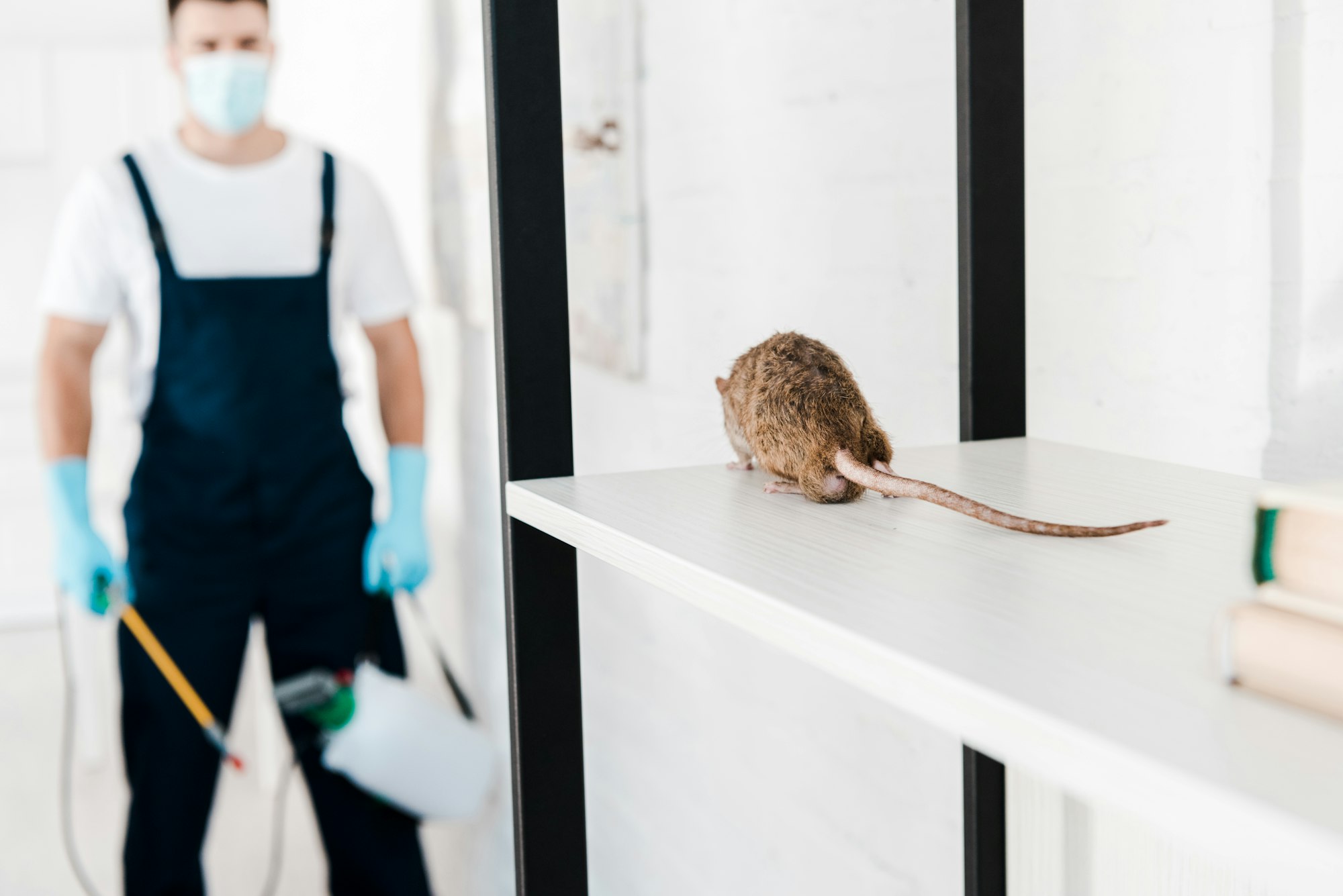 Keeping Your Home Pest-Free: The Ultimate Guide to Pest Control - AYS ...
